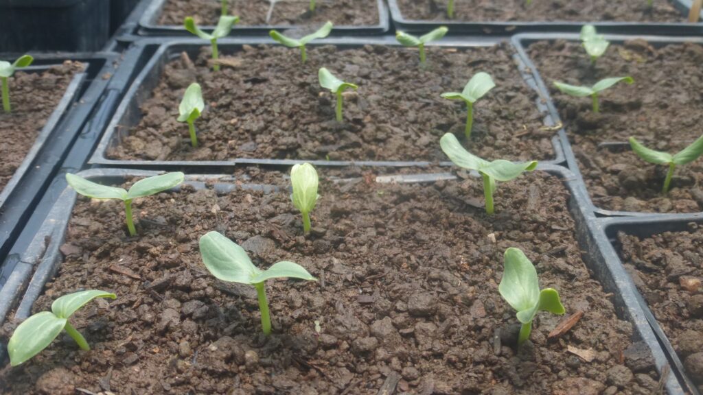 Basics: How to Start Seeds Indoors | Southern Exposure Seed Exchange