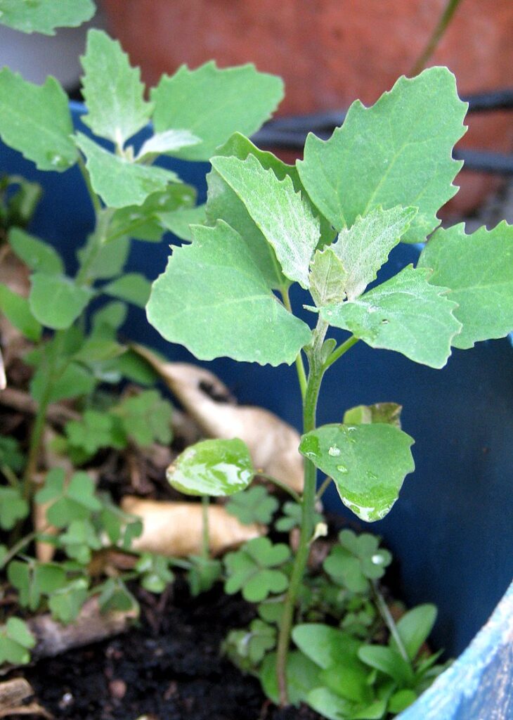 5 Edible Spring Weeds | Southern Exposure Seed Exchange