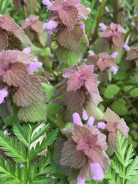 5 Edible Spring Weeds | Southern Exposure Seed Exchange