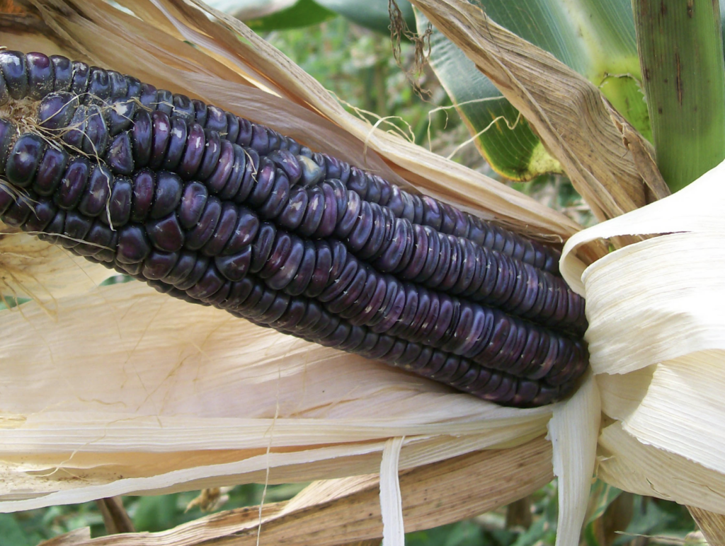 Selecting Corn for the Home Garden | Southern Exposure Seed Exchange