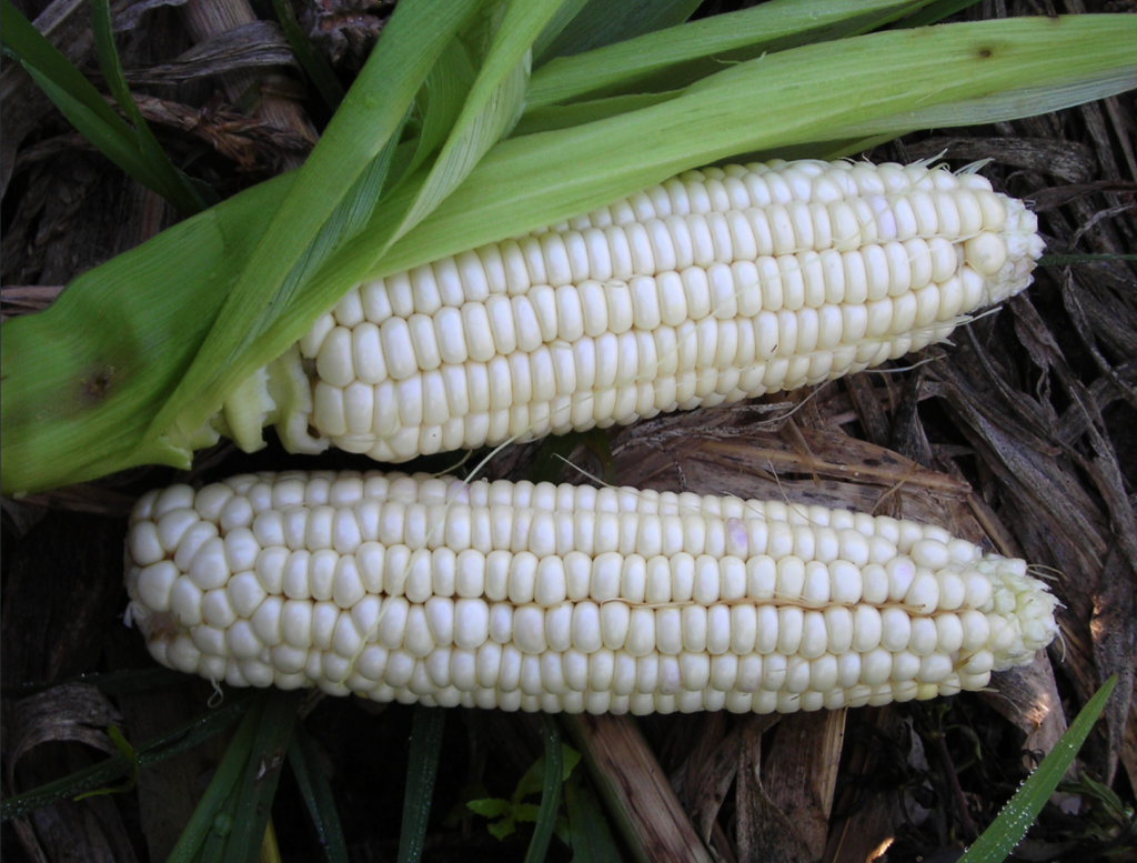 Selecting Corn for the Home Garden | Southern Exposure Seed Exchange