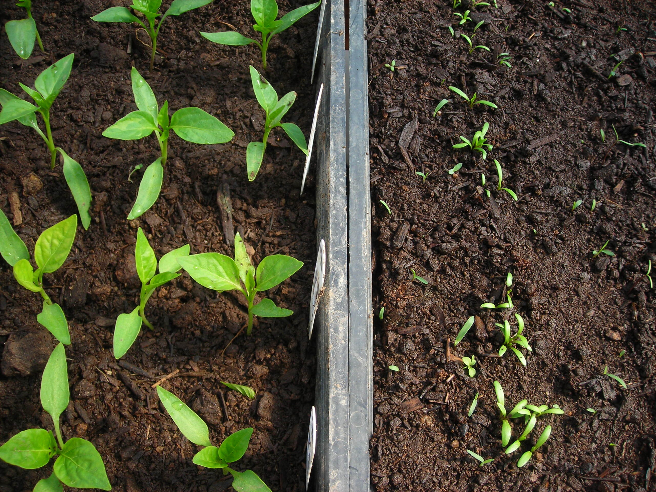 5 Quick Tips for Good Germination | Southern Exposure Seed Exchange