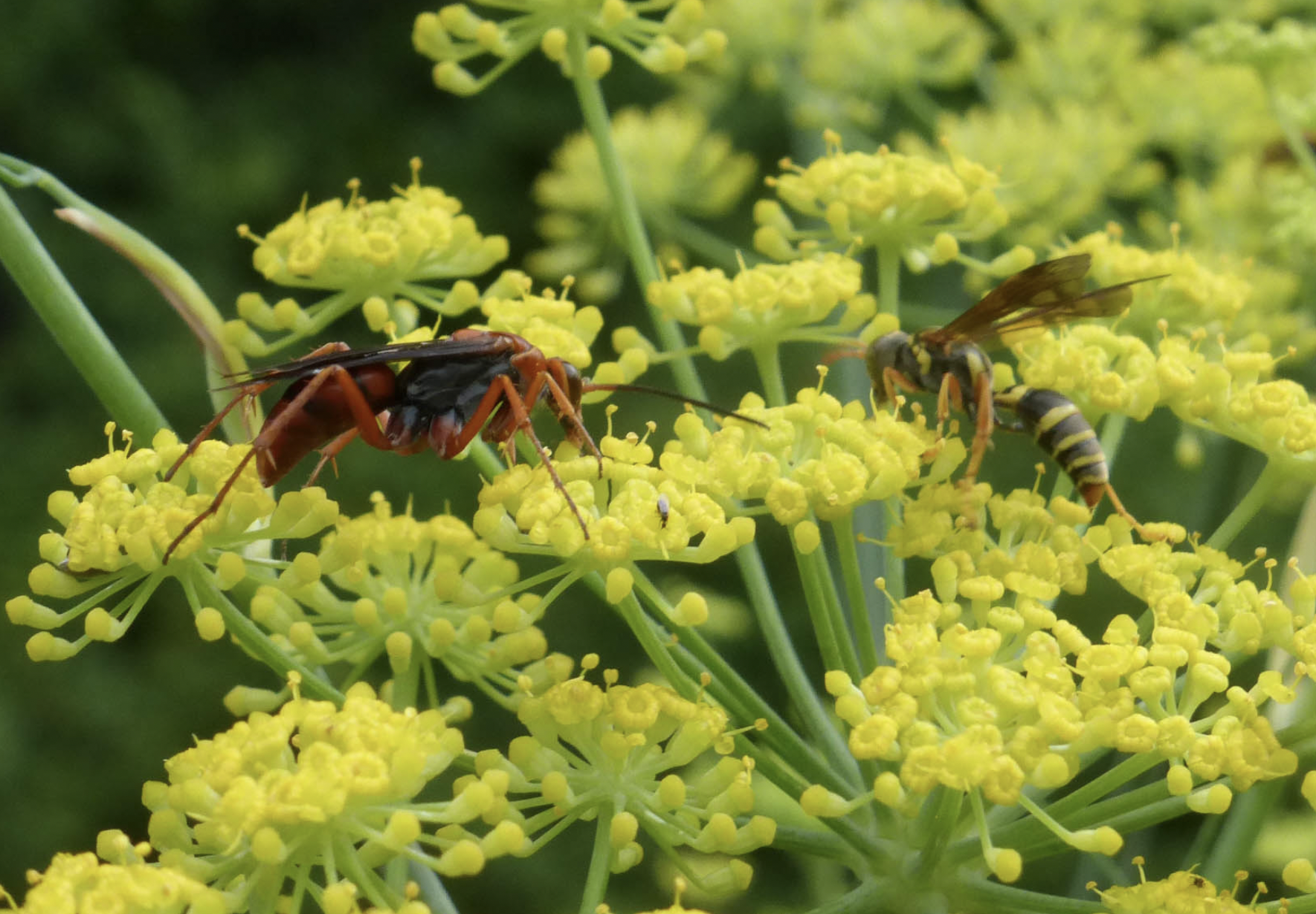 Pests & Pollination: Attract Beneficial Insects | Southern Exposure ...