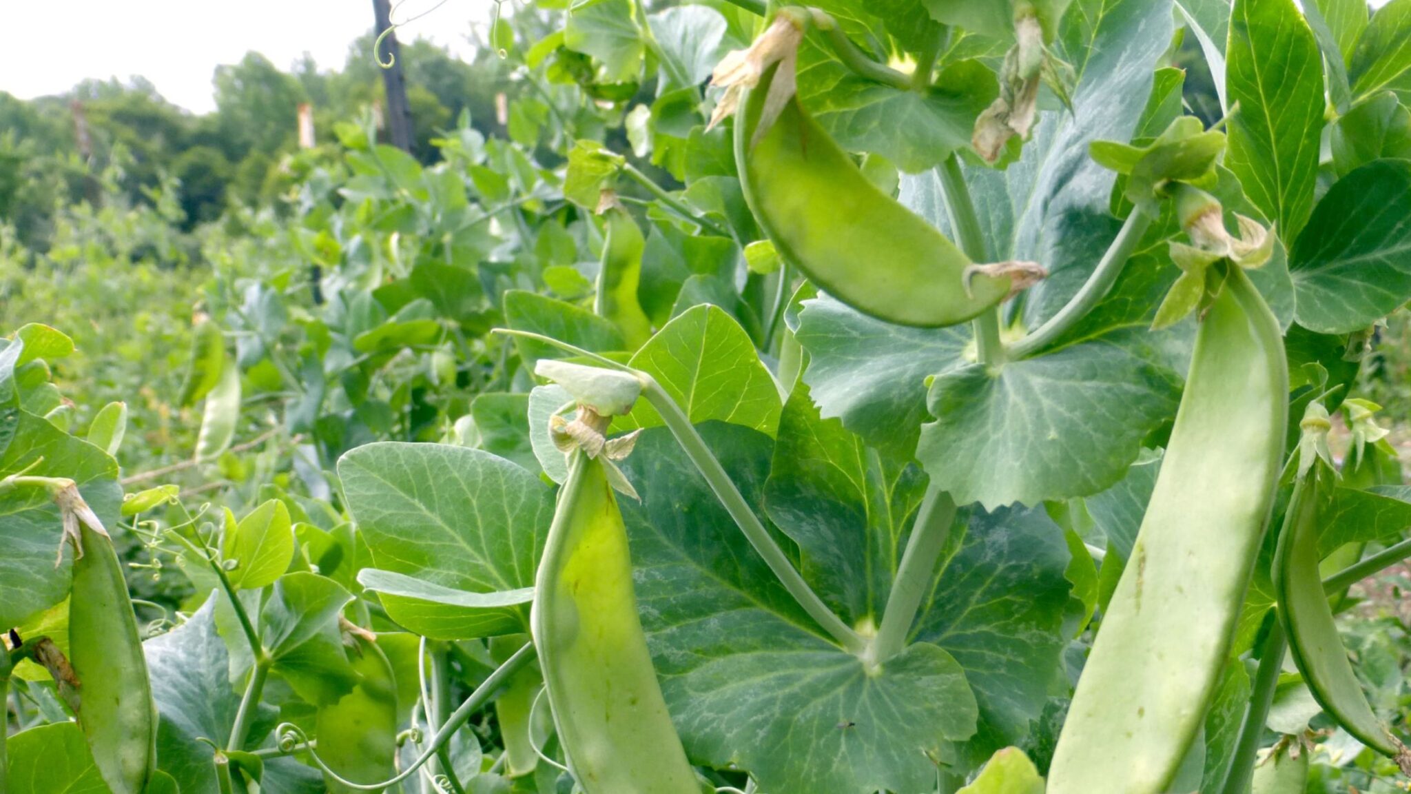 100+ Varieties Perfect for Fall Planting | Southern Exposure Seed Exchange