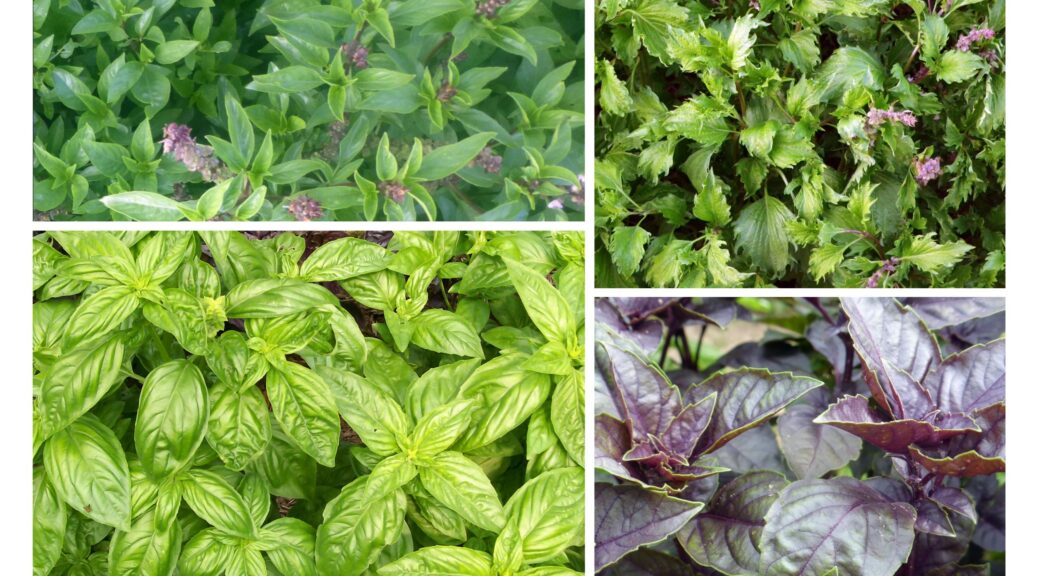 The King of Herbs: Growing Basil | Southern Exposure Seed Exchange