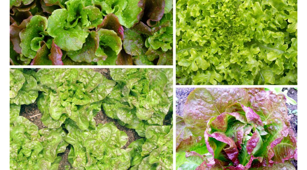 Choose the Right Lettuce Type for Your Garden | Southern Exposure Seed ...