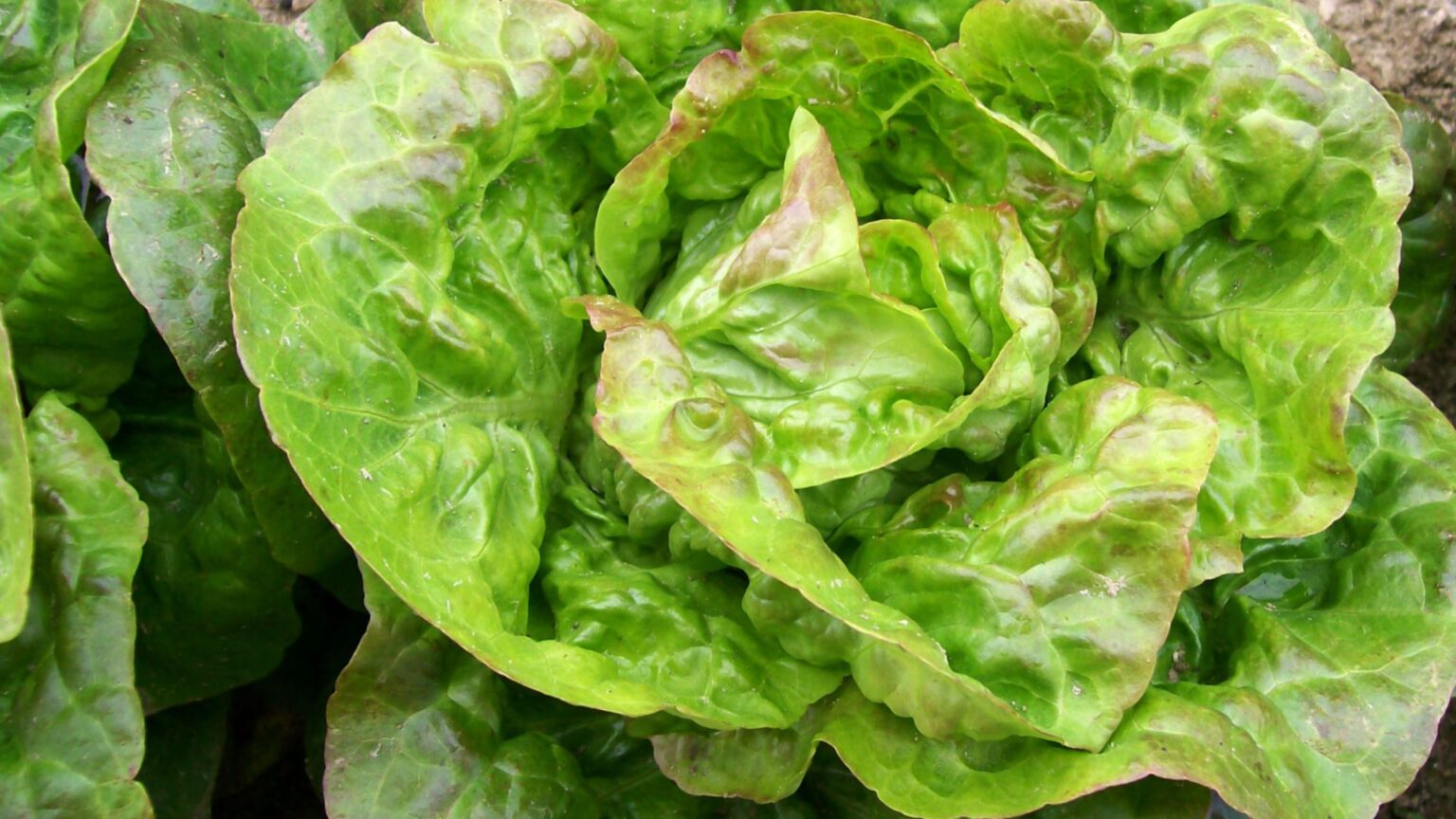 Choose the Right Lettuce Type for Your Garden | Southern Exposure Seed Exchange