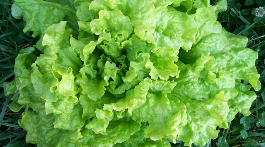 Southern Exposure Seed Exchange Blog