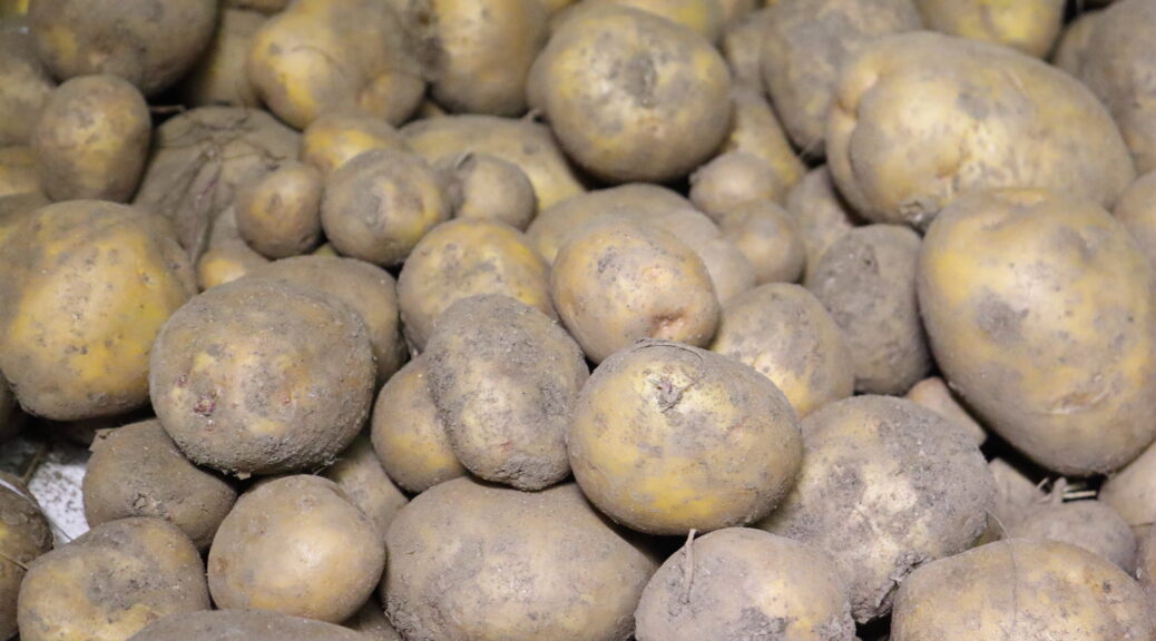 Harvesting and Curing Potatoes | Southern Exposure Seed Exchange