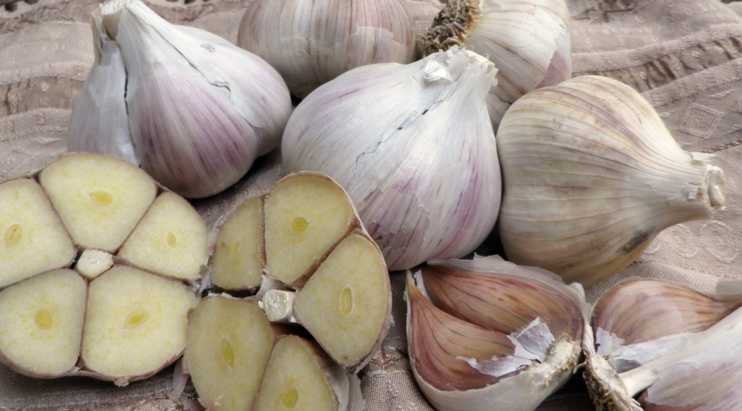 Choosing the Perfect Garlic for Your Garden | Southern Exposure Seed ...