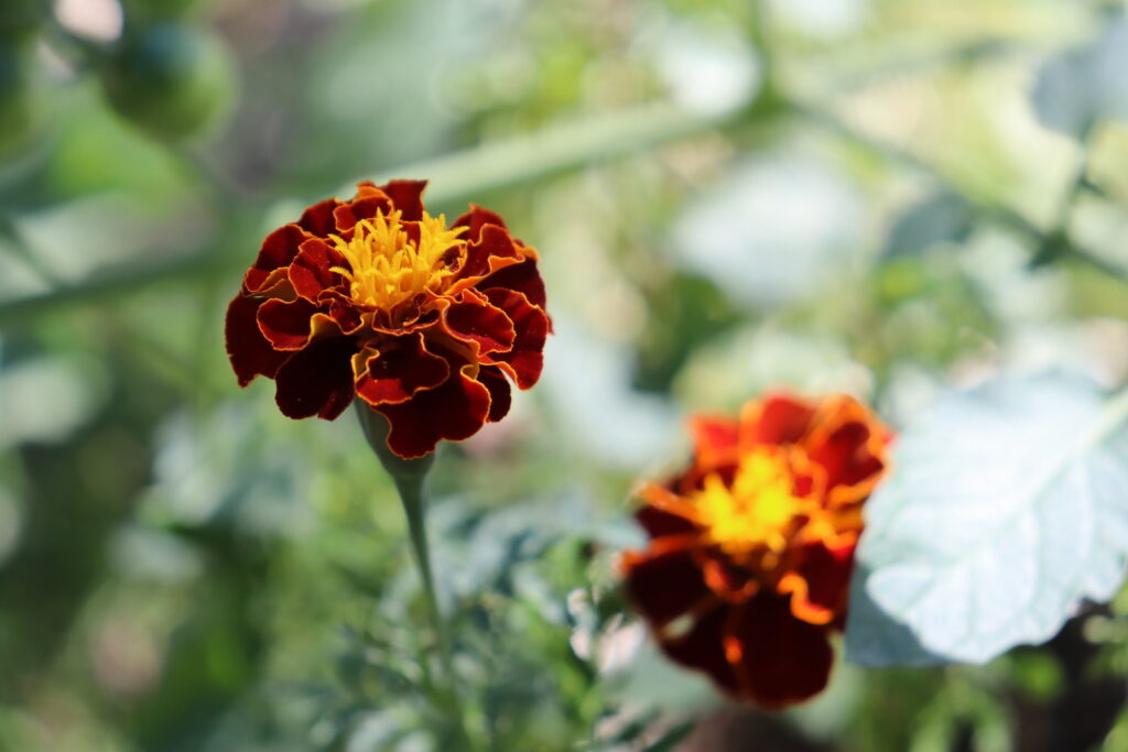 Simple Seed Saving: Marigolds | Southern Exposure Seed Exchange