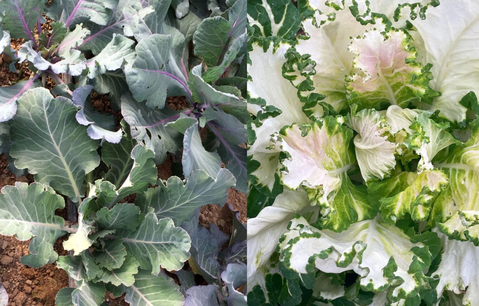 The Scoop on Collards | Southern Exposure Seed Exchange