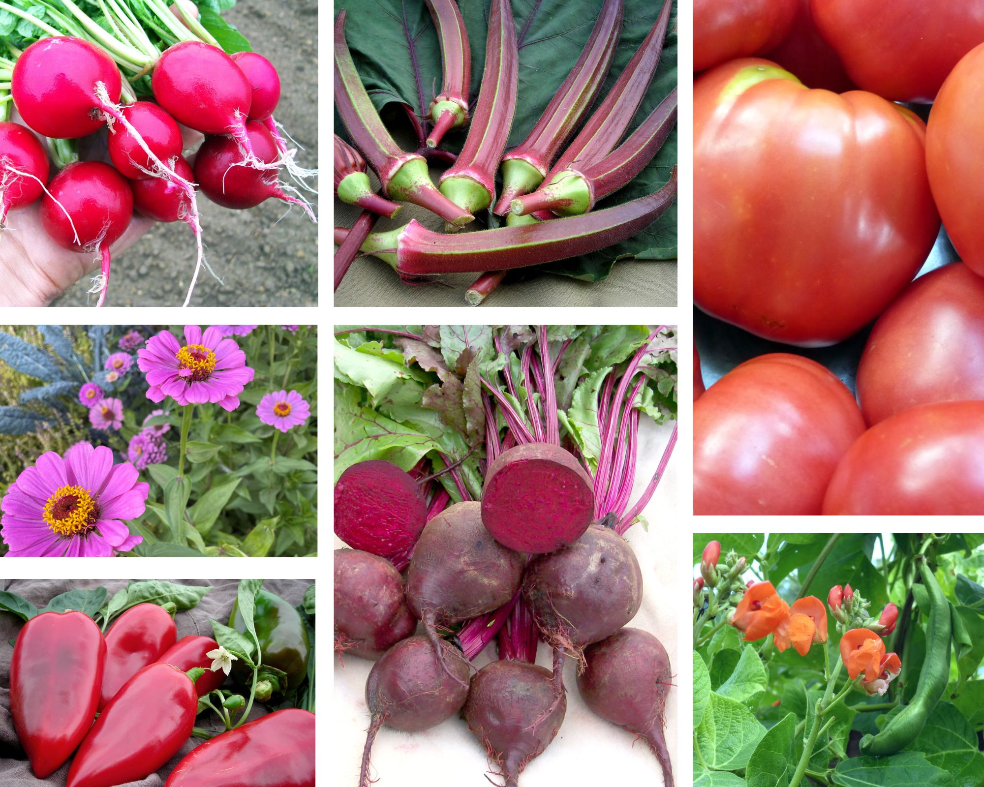 Valentine’s Day: 10 Red or Pink Crops | Southern Exposure Seed Exchange