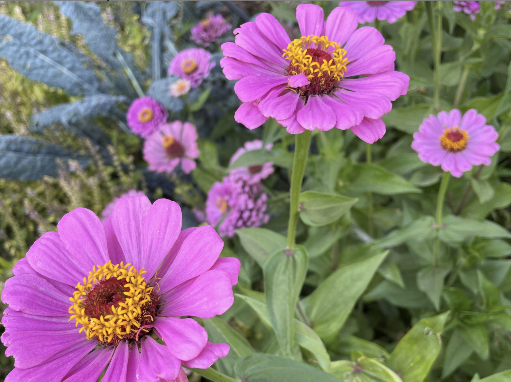 Annual Flowers that Bloom All Season + Tips for Continuous Blooms ...