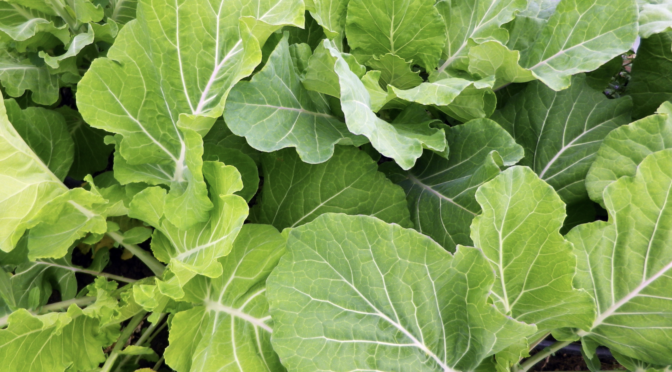 The Scoop on Collards | Southern Exposure Seed Exchange