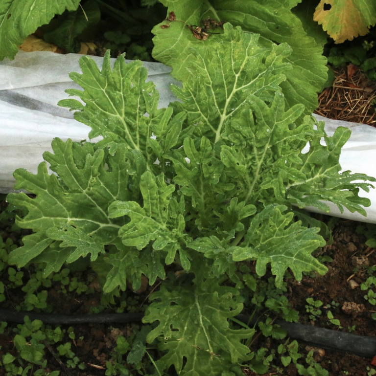 Southern Exposure Seed Exchange Blog