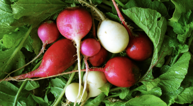 Radishes: A Guide to Selection & Care | Southern Exposure Seed Exchange