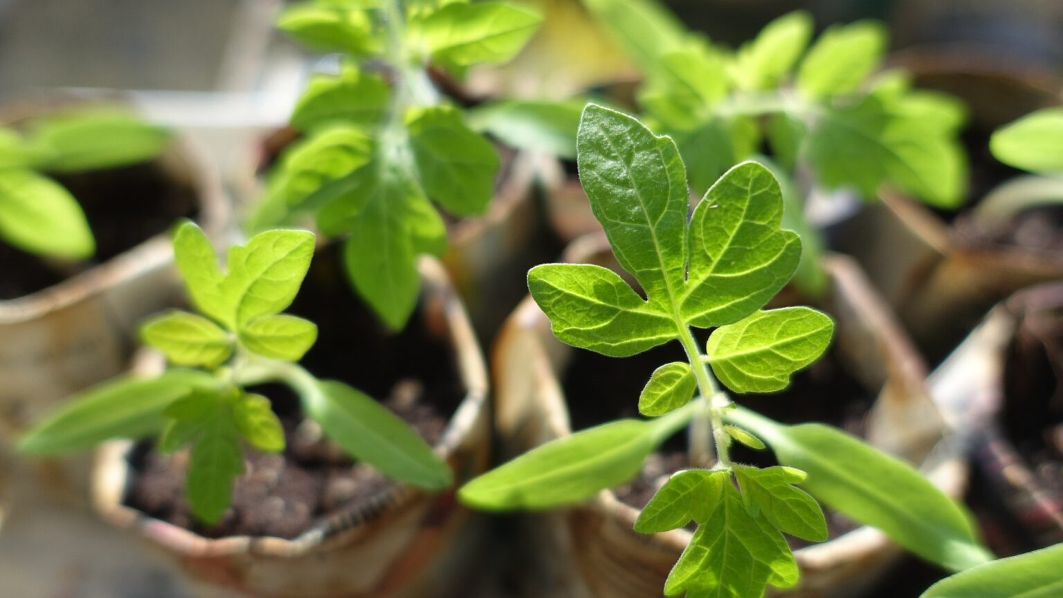 How To: Harden Off Seedlings | Southern Exposure Seed Exchange