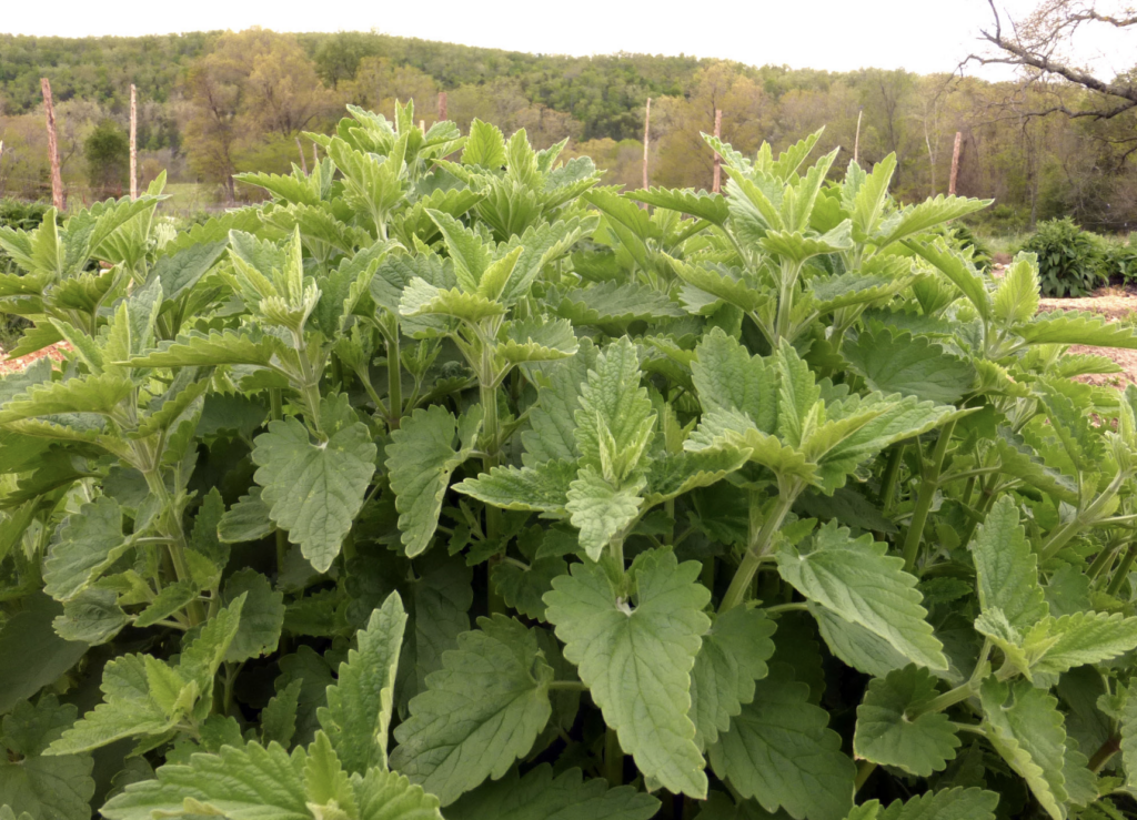 Growing Mint: Is It Invasive? | Southern Exposure Seed Exchange