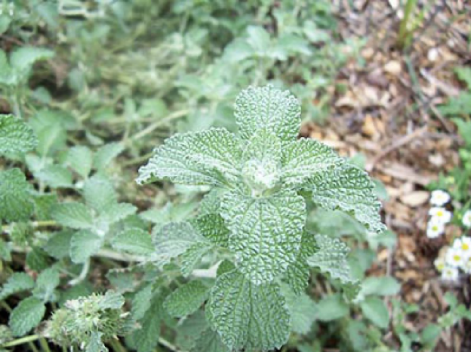 Growing Mint: Is It Invasive? | Southern Exposure Seed Exchange
