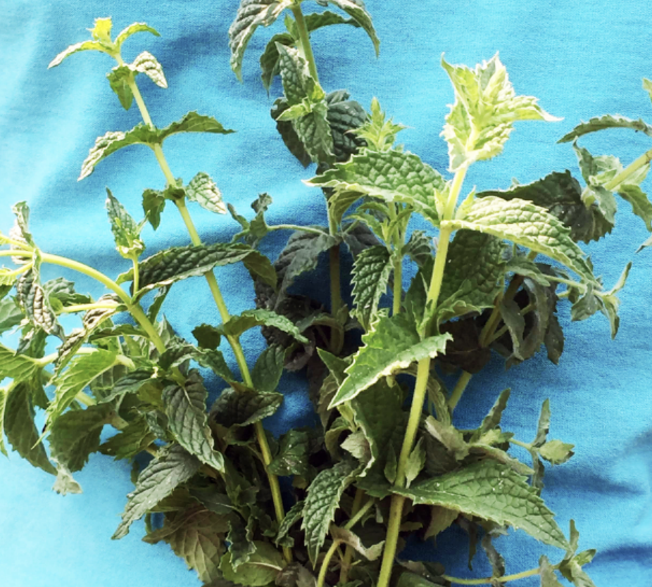 Growing Mint: Is It Invasive? | Southern Exposure Seed Exchange