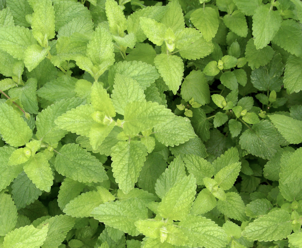 Growing Mint: Is It Invasive? | Southern Exposure Seed Exchange