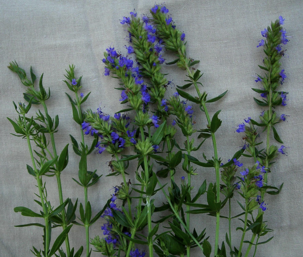 Growing Mint: Is It Invasive? | Southern Exposure Seed Exchange