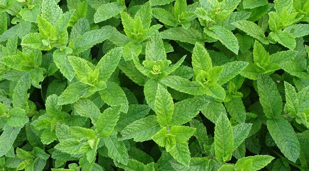 Growing Mint: Is It Invasive? | Southern Exposure Seed Exchange