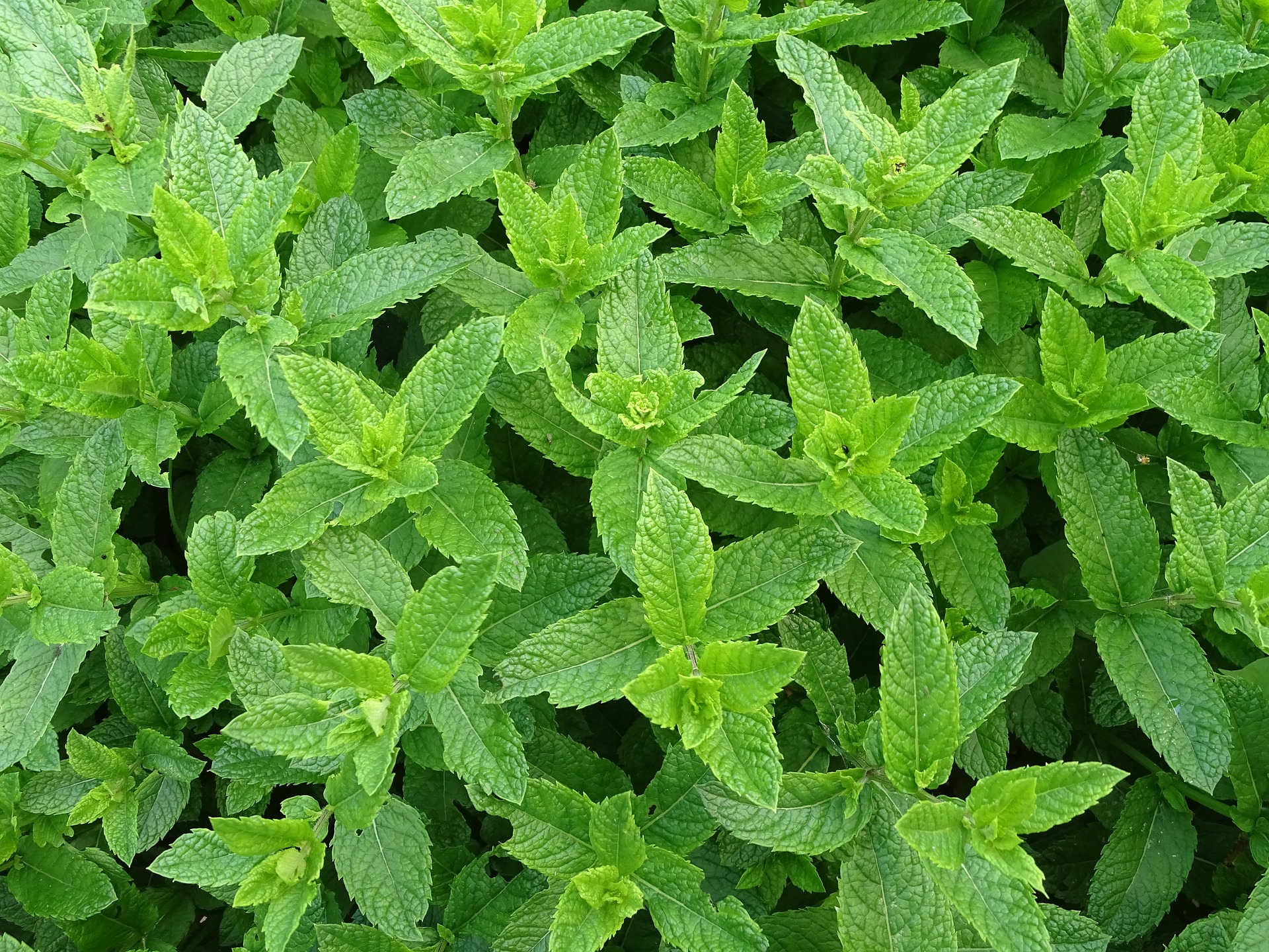 Growing Mint: Is It Invasive? | Southern Exposure Seed Exchange