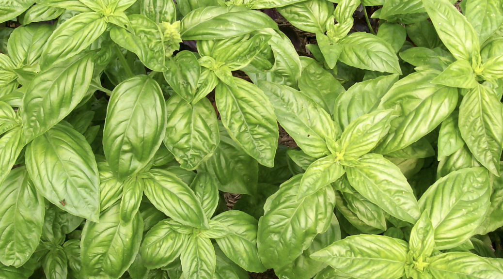 Pinch Plants for Better Production | Southern Exposure Seed Exchange