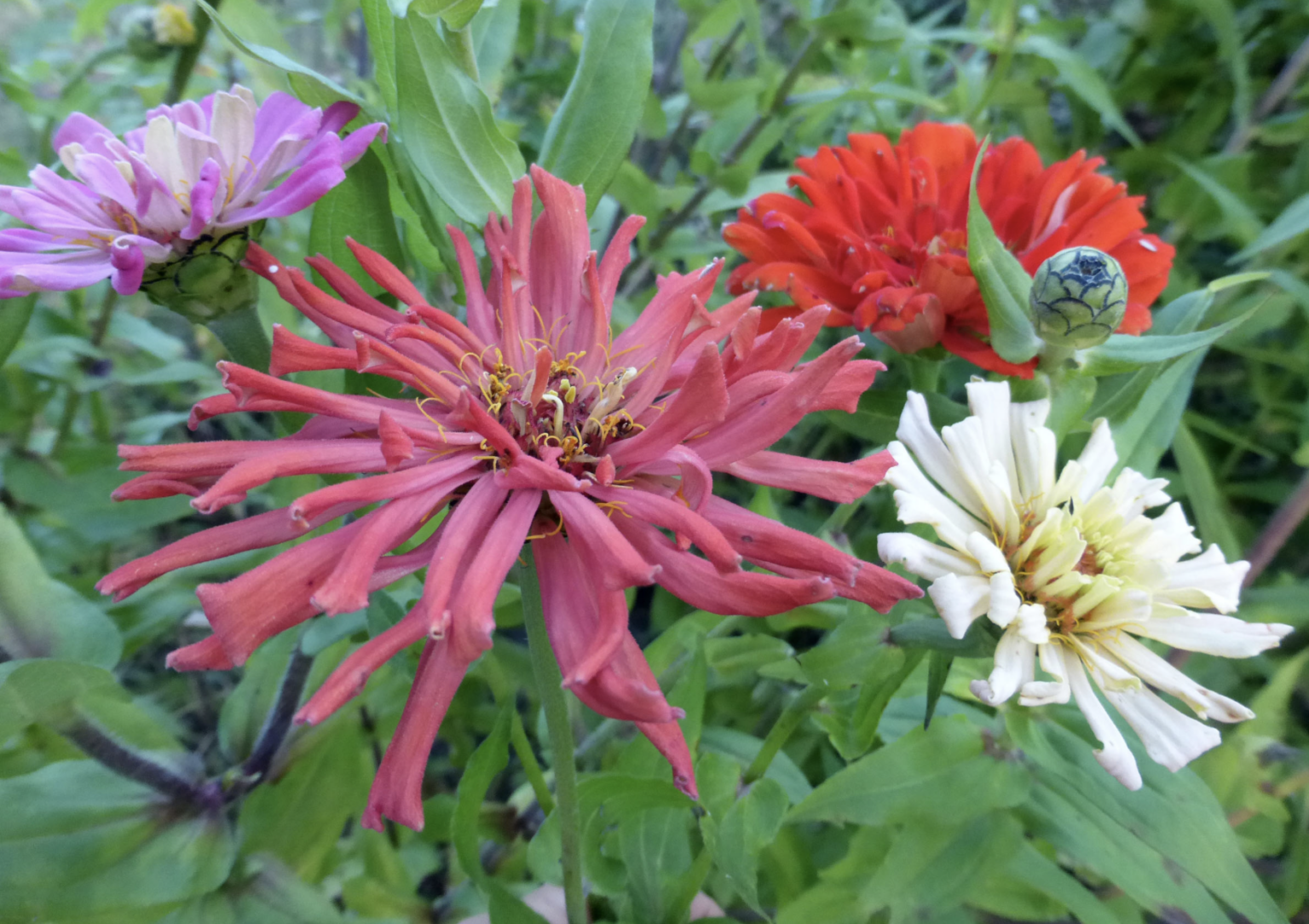 Pinch Plants for Better Production | Southern Exposure Seed Exchange