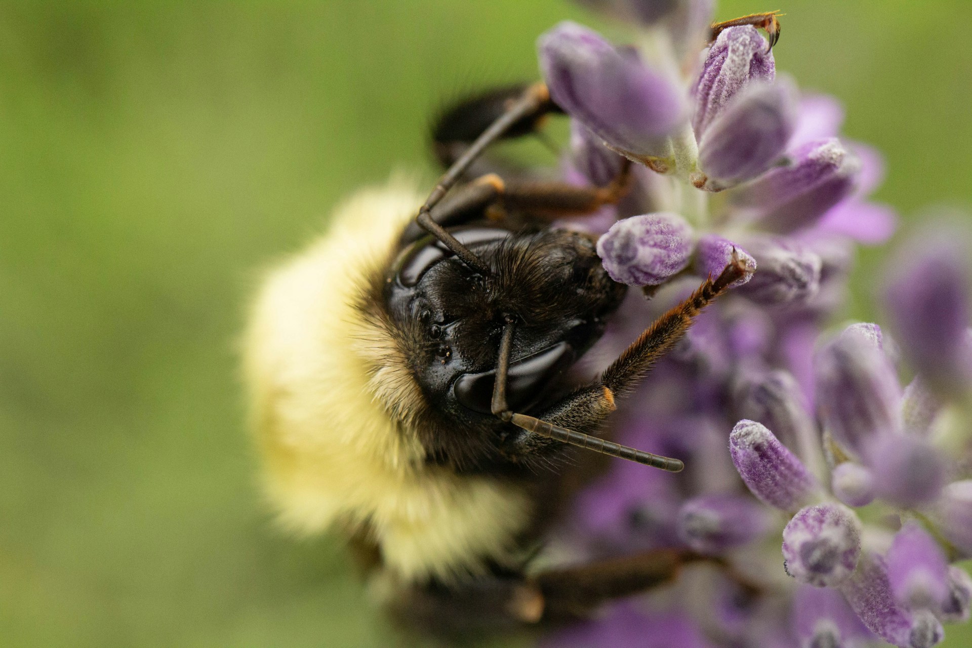 5 Fall Tips for Supporting Bees | Southern Exposure Seed Exchange