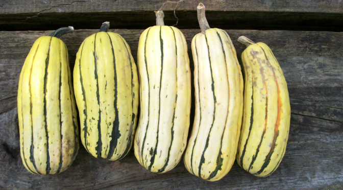 How Long Will My Squash Last? | Southern Exposure Seed Exchange