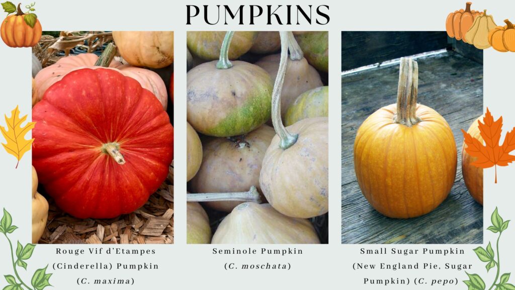 Southern Exposure Seed Exchange Blog