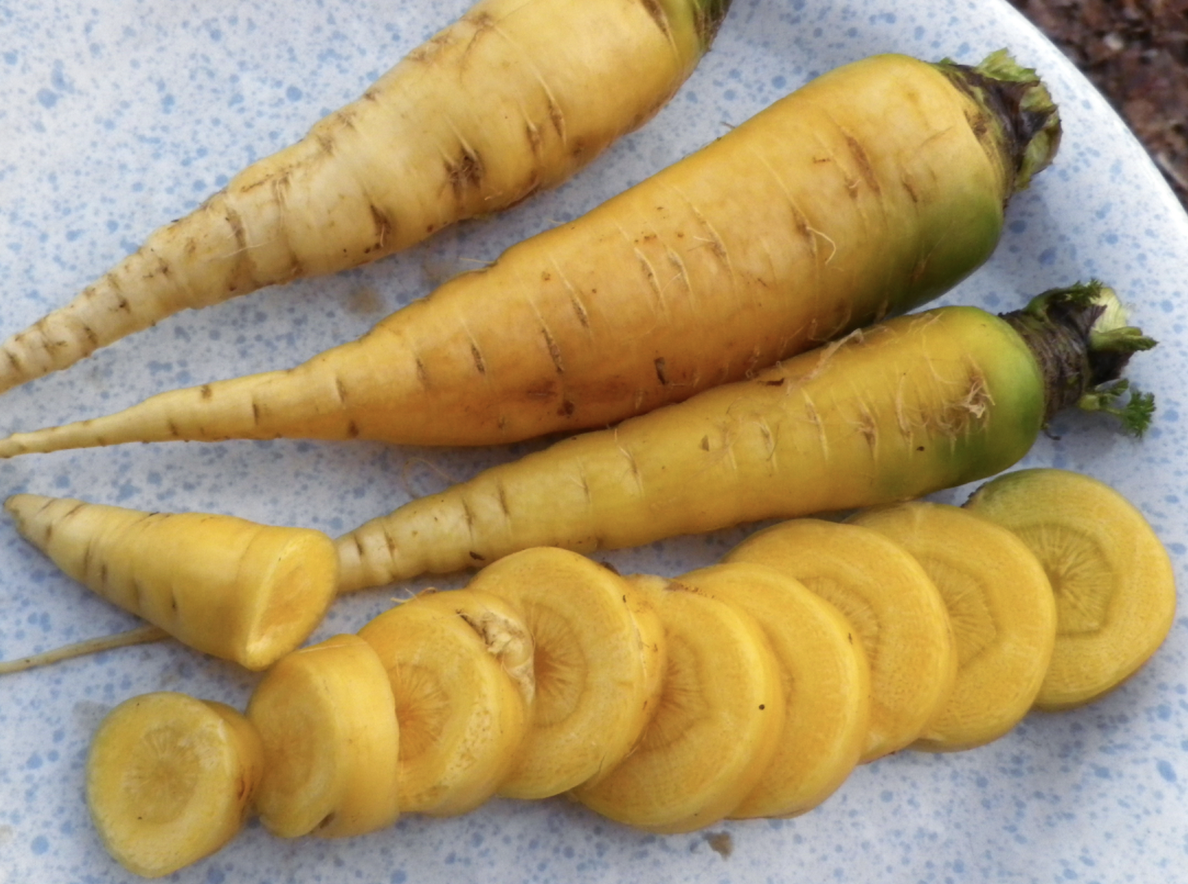 Carrots: Harvest & Longterm Storage | Southern Exposure Seed Exchange