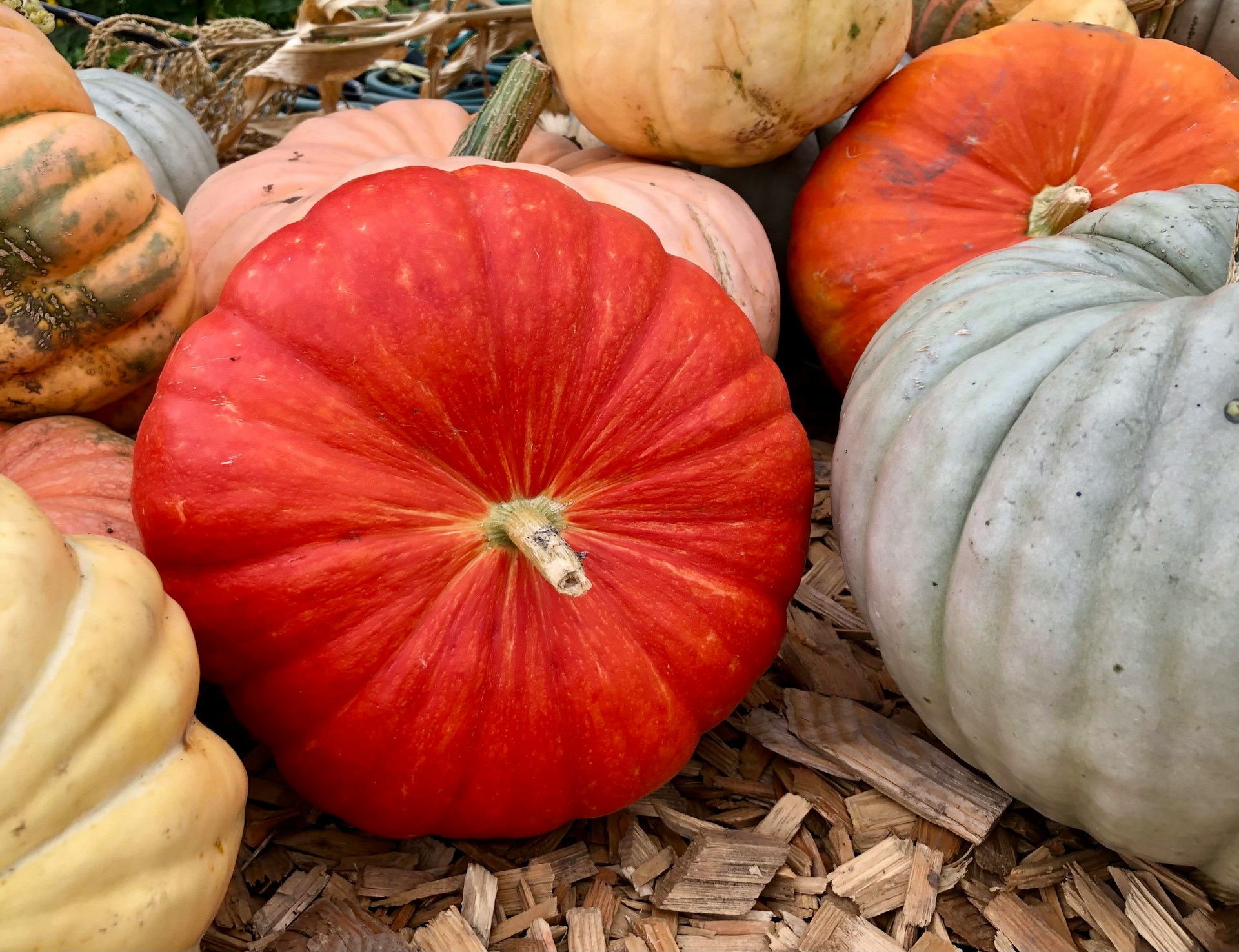 The Autumn Fruit: Pumpkin History, Lore, and Use | Southern Exposure ...