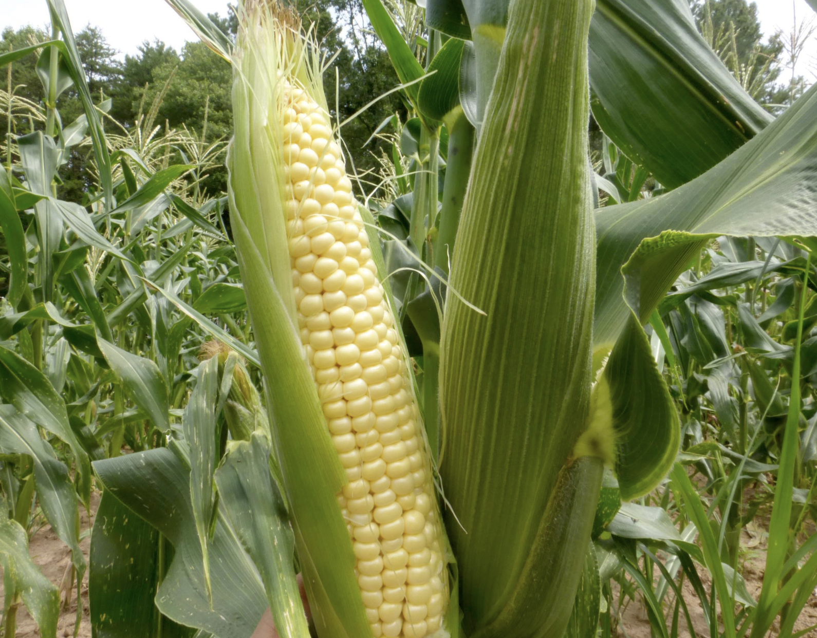 Hybrid Versus Open Pollinated Sweet Corn | Southern Exposure Seed Exchange