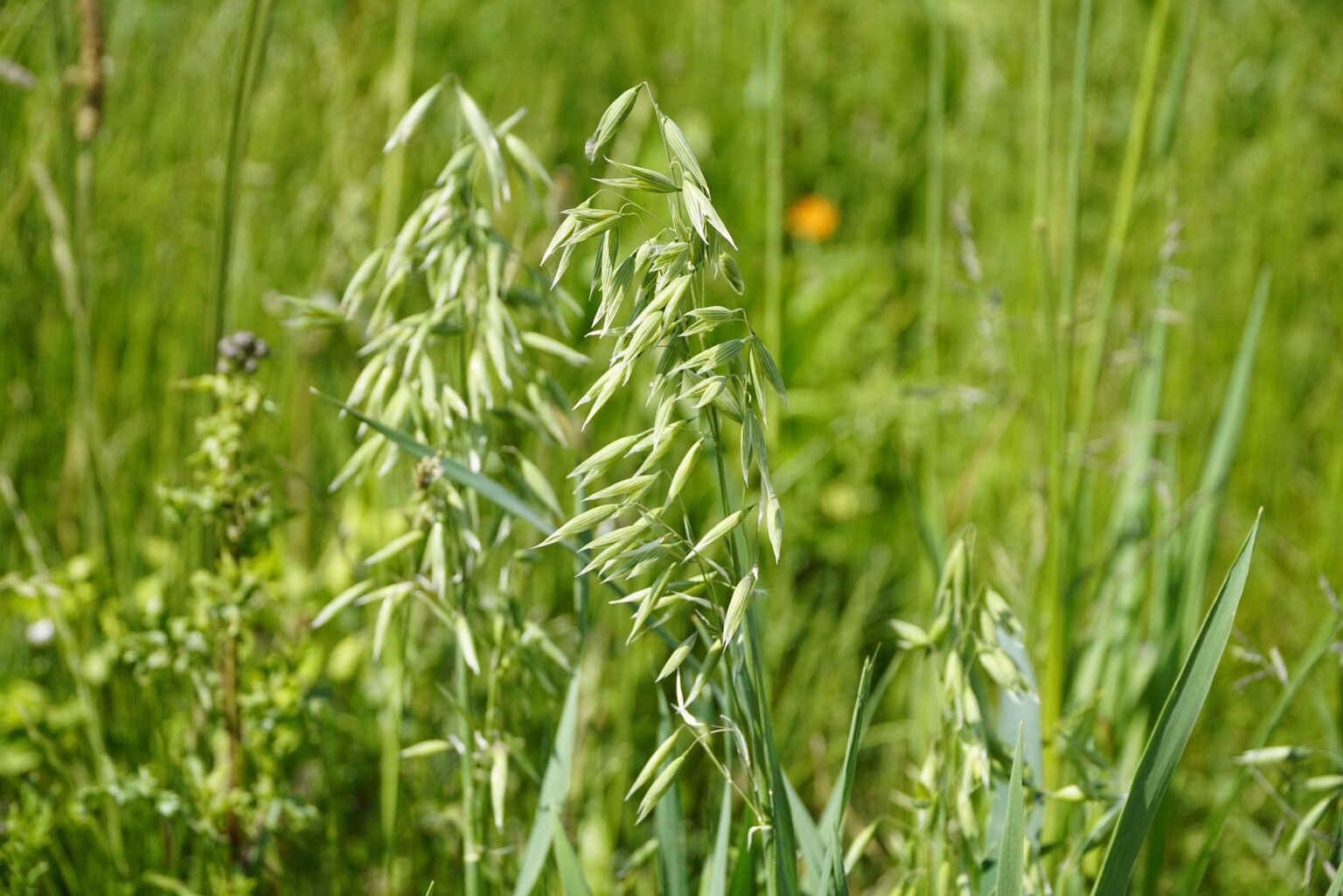 A Beginner’s Guide to Spring Cover Crops | Southern Exposure Seed Exchange