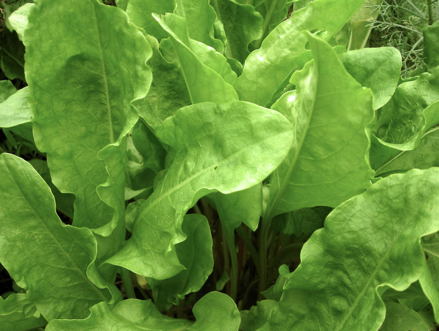 30+ Perennial Crops You Can Start From Seed | Southern Exposure Seed ...