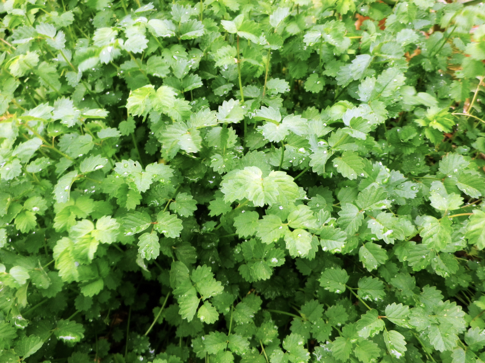 30+ Perennial Crops You Can Start From Seed | Southern Exposure Seed ...