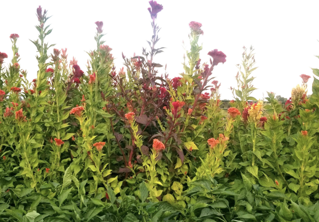 Annual Flowers that Bloom All Season + Tips for Continuous Blooms ...