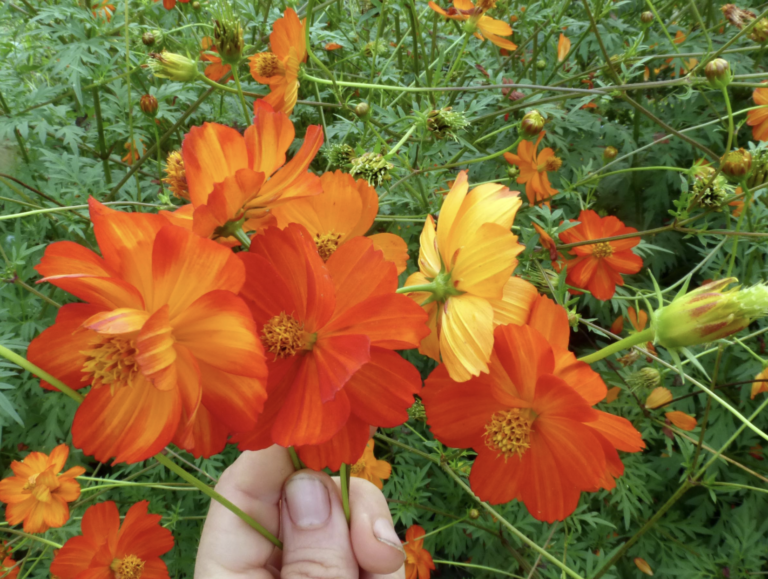 Annual Flowers that Bloom All Season + Tips for Continuous Blooms ...
