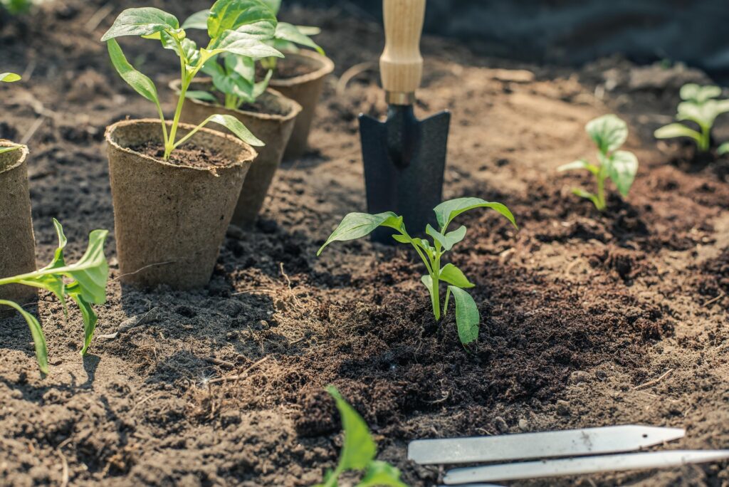Transplanting Vs. Direct Sowing | Southern Exposure Seed Exchange