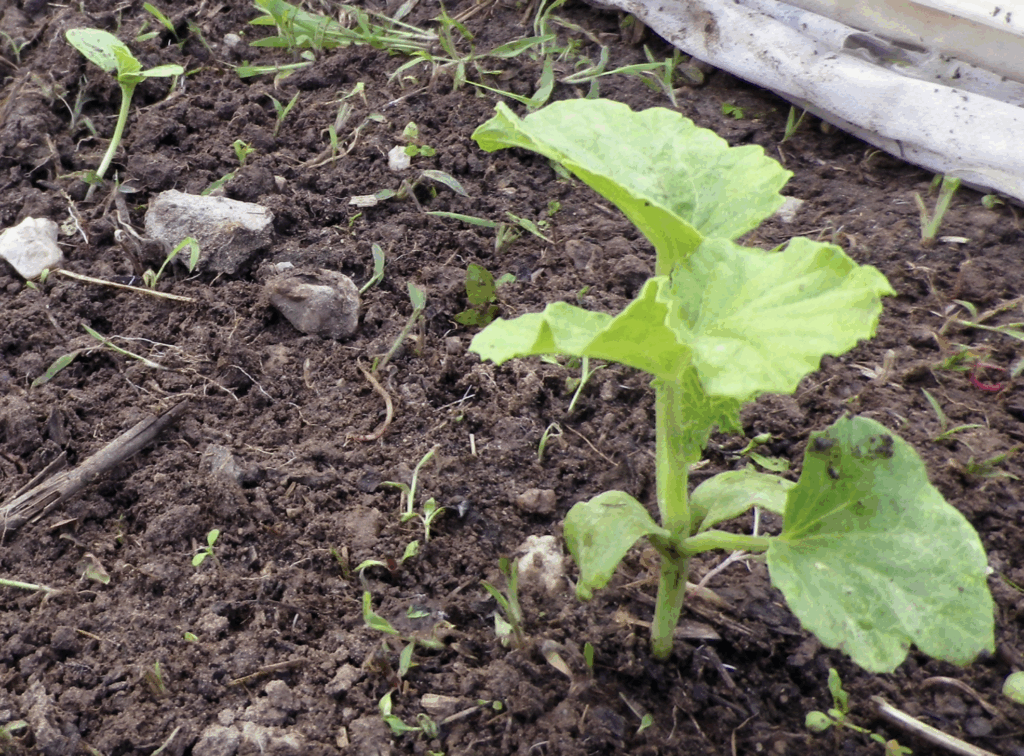 Beginner’s Guide to Growing Melons | Southern Exposure Seed Exchange