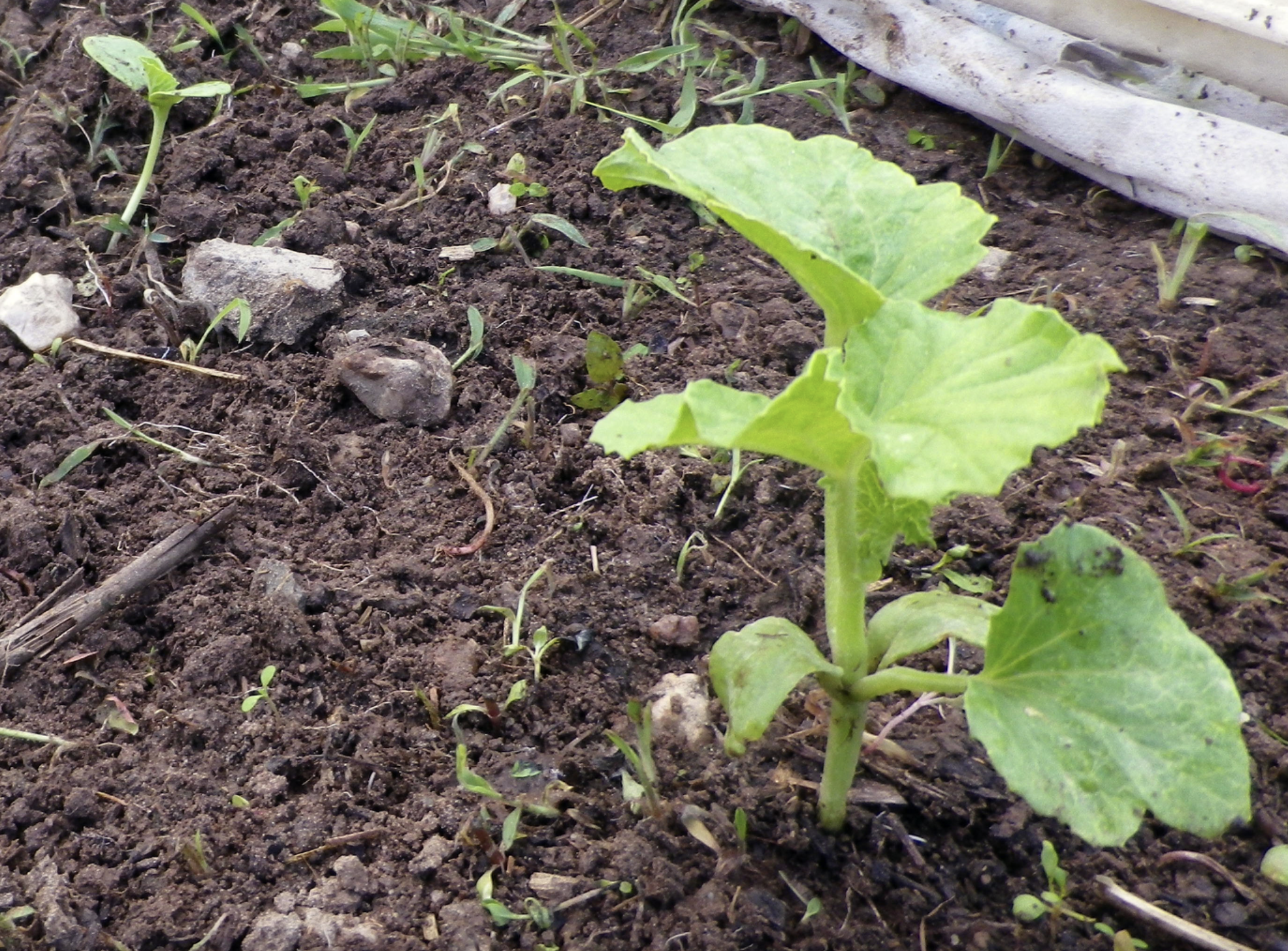 Beginner’s Guide to Growing Melons | Southern Exposure Seed Exchange