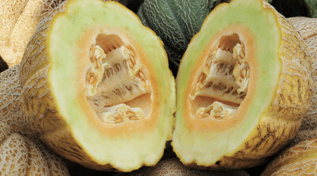 Beginner’s Guide to Growing Melons | Southern Exposure Seed Exchange