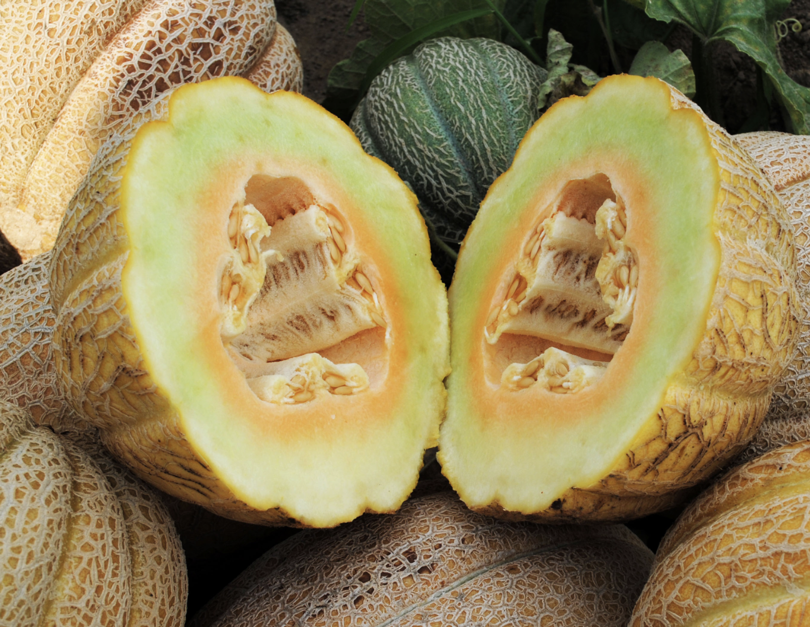 Beginner’s Guide to Growing Melons | Southern Exposure Seed Exchange