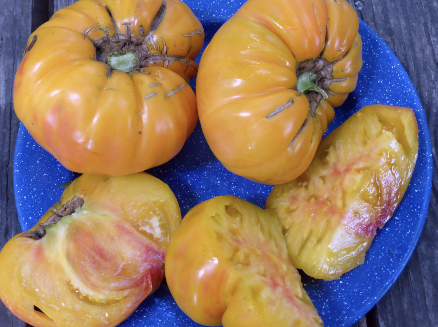 Success with Heirloom Tomatoes | Southern Exposure Seed Exchange