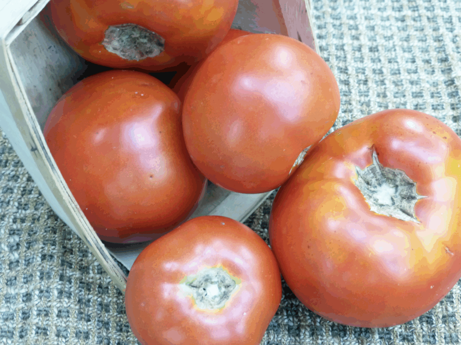 Success with Heirloom Tomatoes | Southern Exposure Seed Exchange