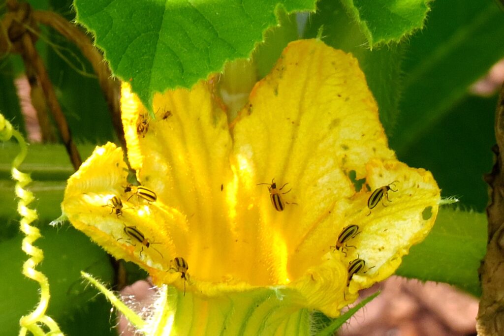 Cucumber Beetles: Management & Prevention | Southern Exposure Seed Exchange
